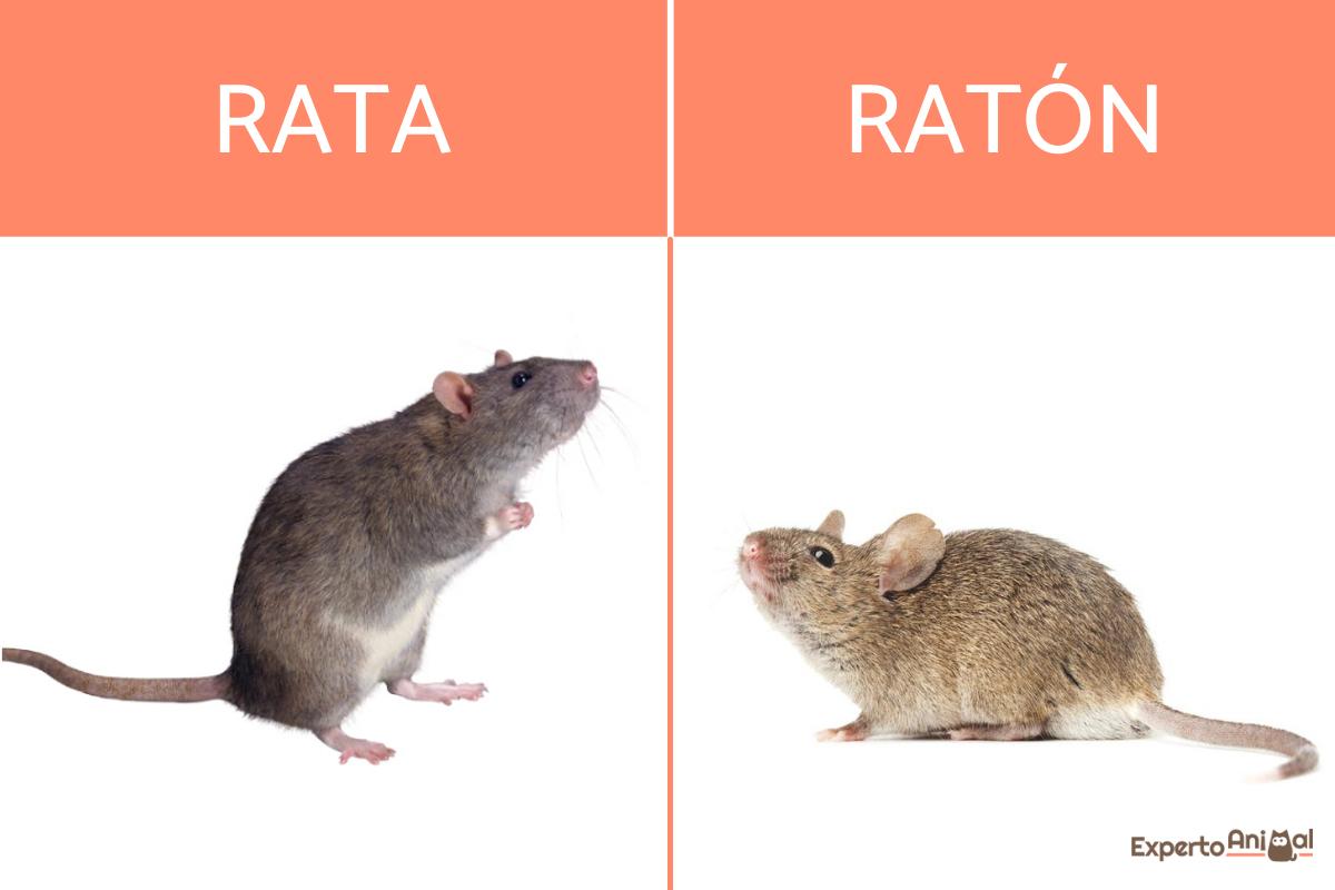 RATA Y RATON ES LO MISMO ️ Mentalidad Humana